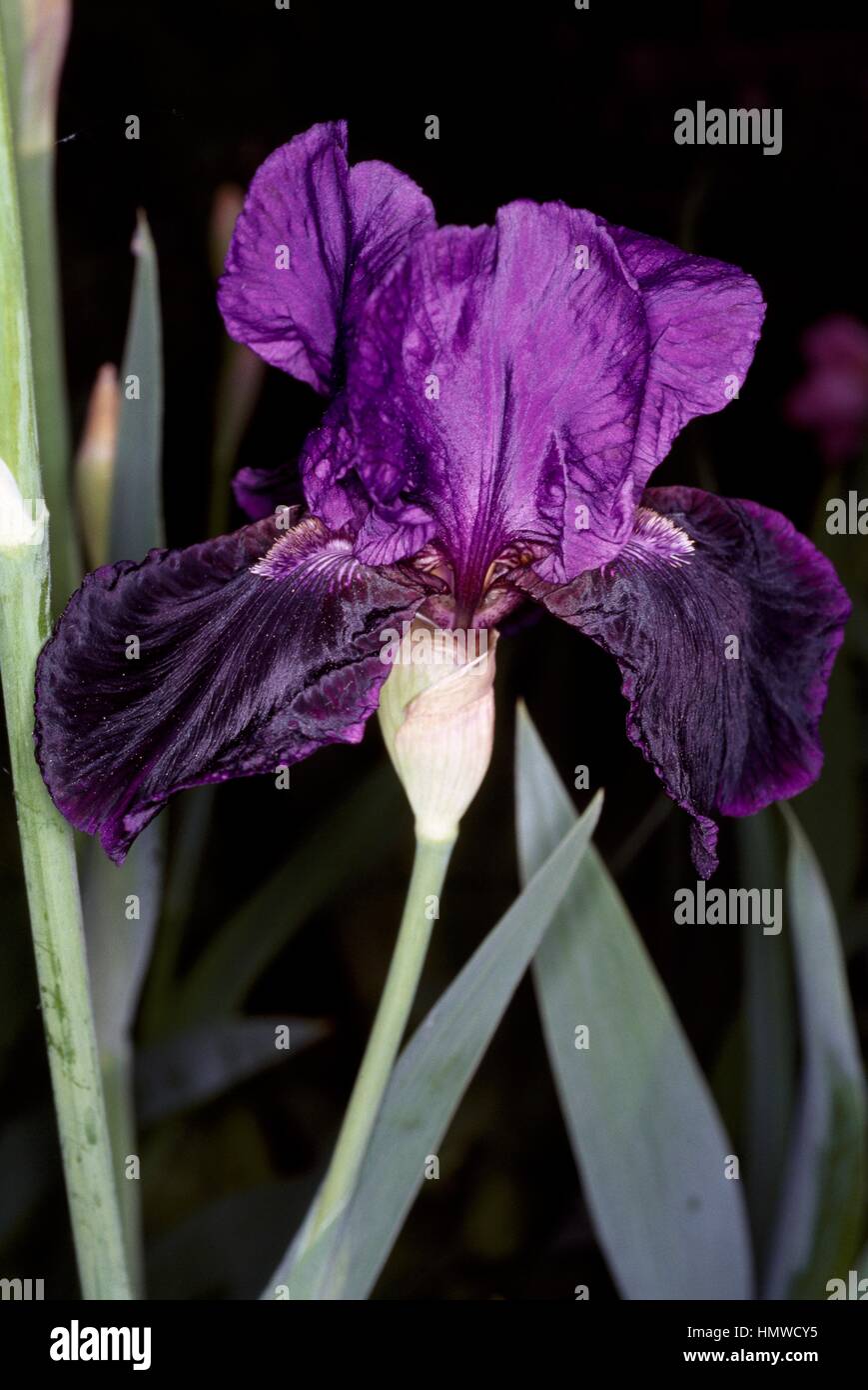 Bearded Iris (Iris Midnight Waltz), Iridaceae Stock Photo - Alamy