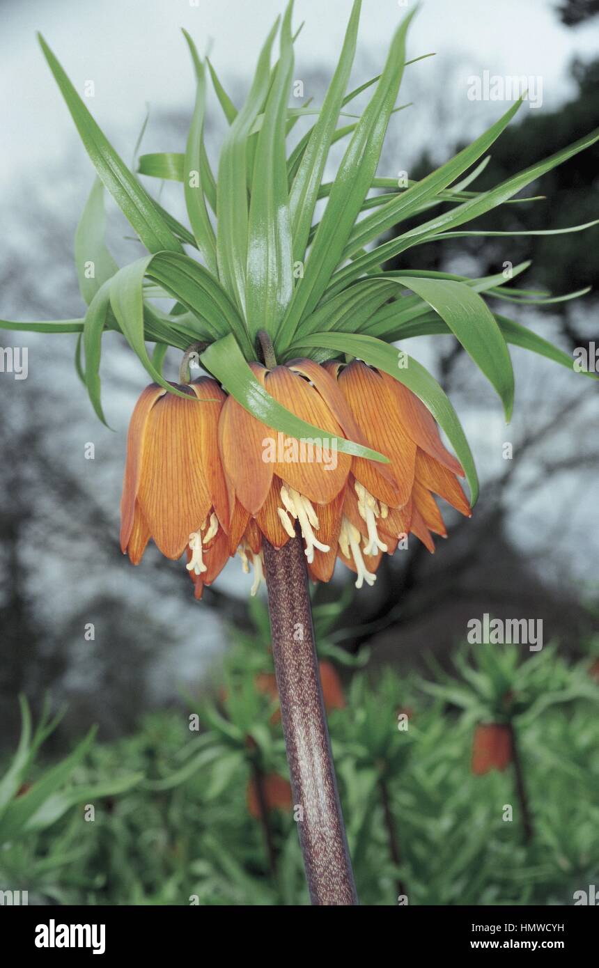 Botany - Liliaceae - Crown imperial (Fritillaria imperialis Stock Photo ...
