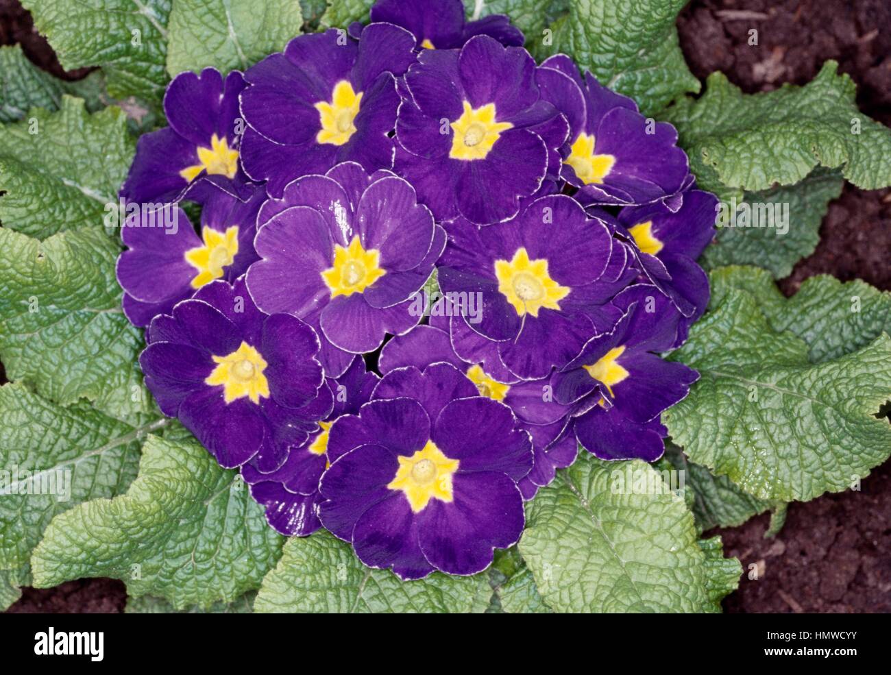 Primrose (Primula Shining Blue With Edge), Primulaceae Stock Photo - Alamy