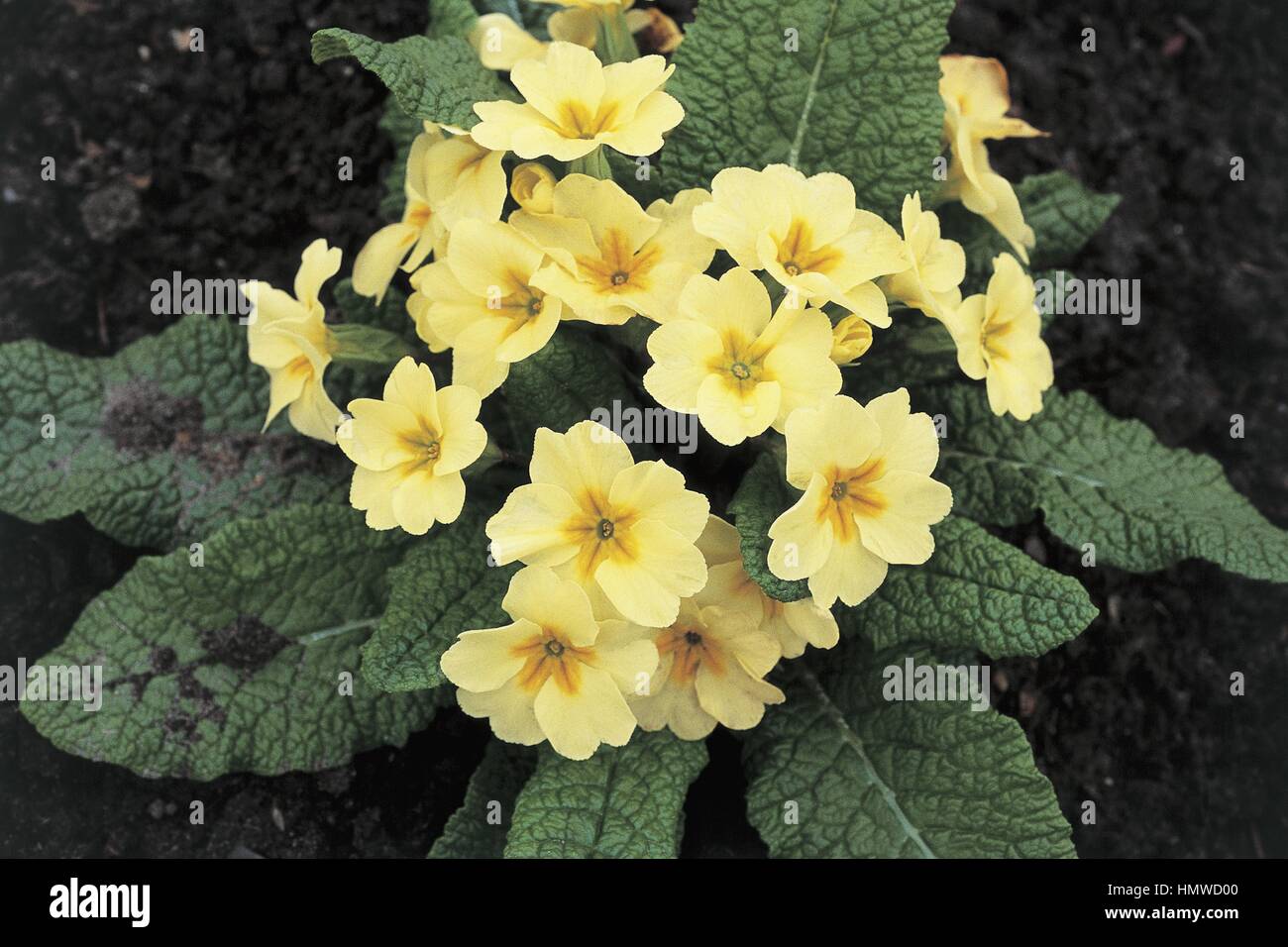 Botany - Primulaceae - Primula gloriosa tarda "Traditional yellow Stock ...