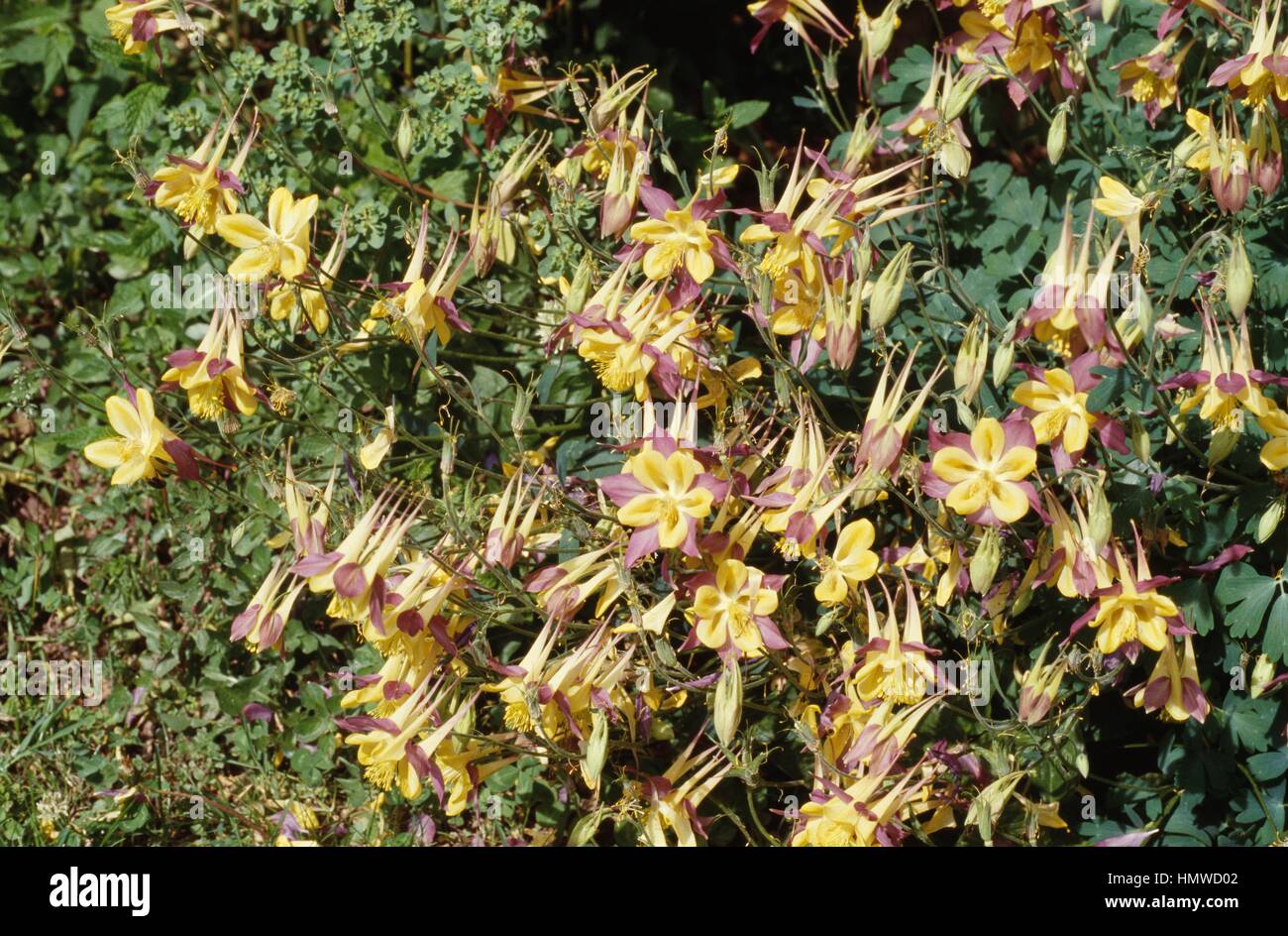 Canada Columbine or Eastern red Columbine (Aquilegia canadensis ...