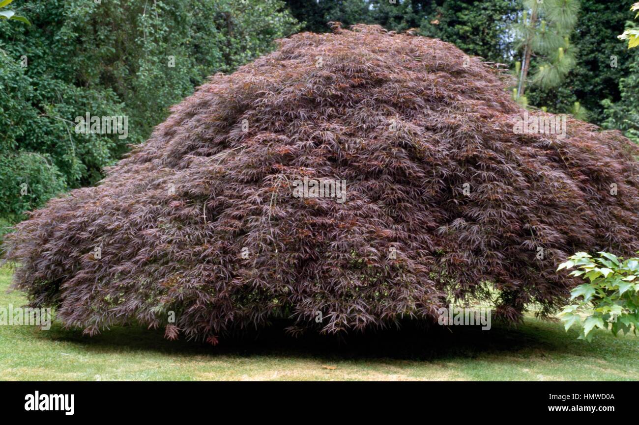 Japanese Maple or Smooth Japanese Maple (Acer palmatum), Aceraceae ...