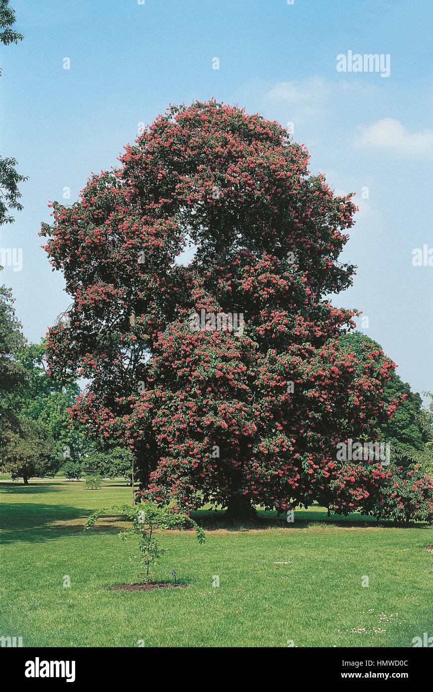 Botany - Hippocastanaceae - Red horsechestnut Hybrid (Aesculus x carnea ...