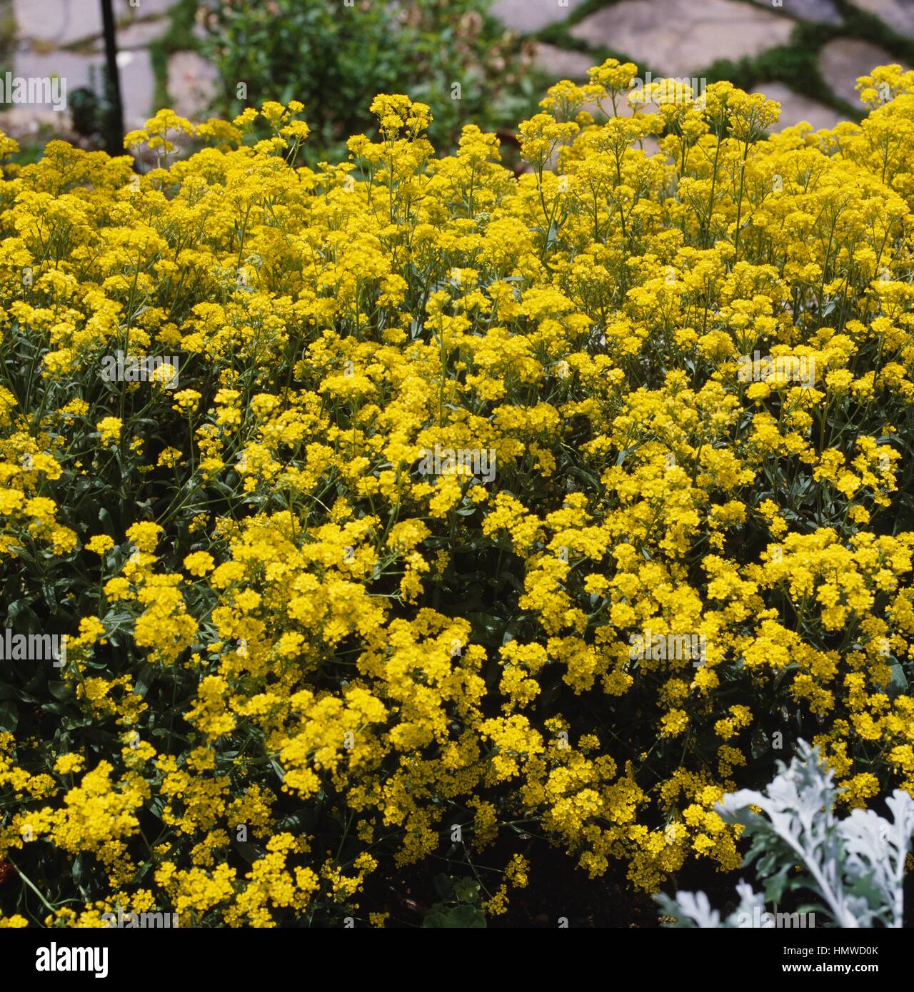 Goldentuft Alyssum High Resolution Stock Photography and Images - Alamy