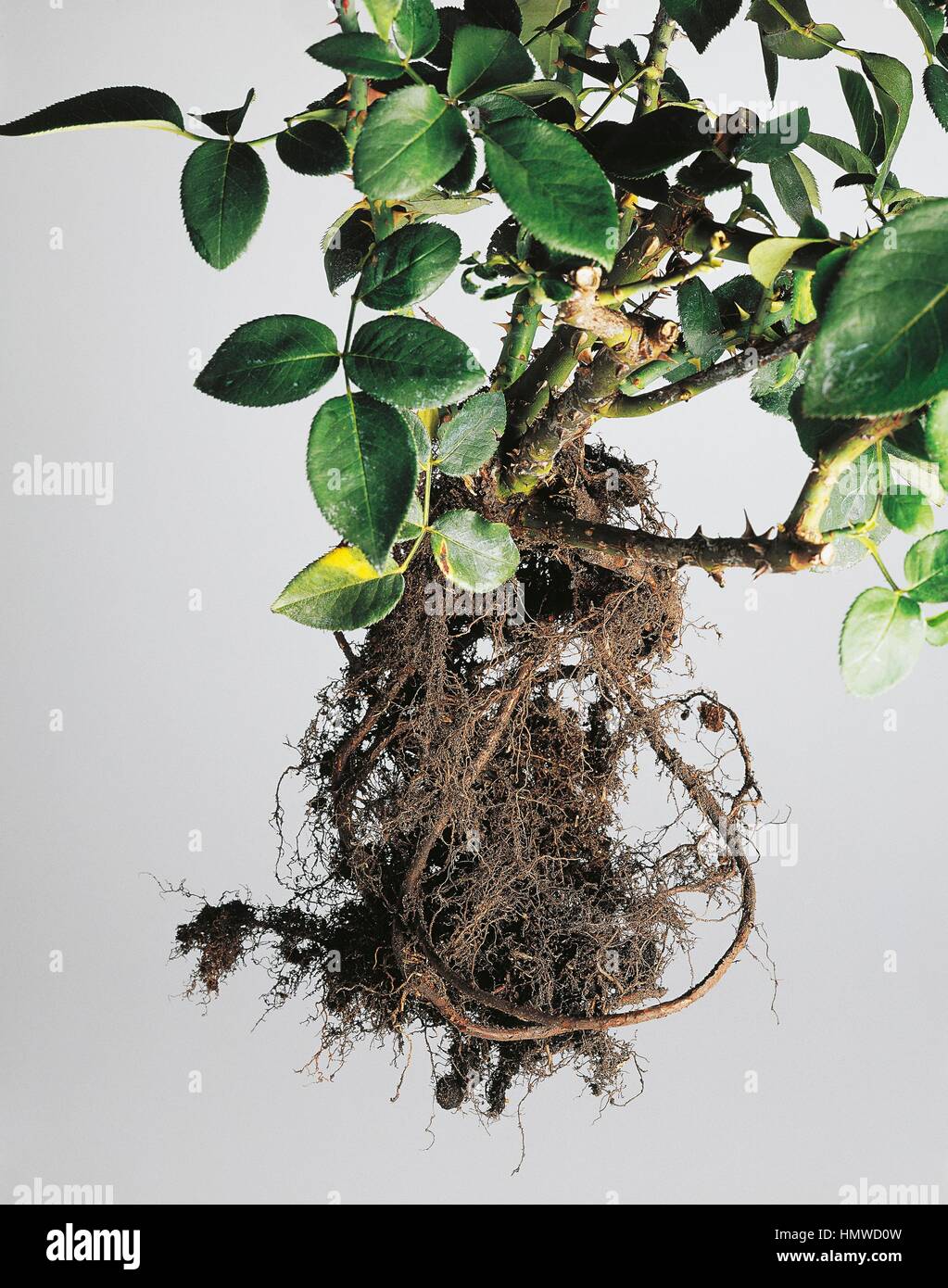 Rose with roots hi-res stock photography and images - Alamy