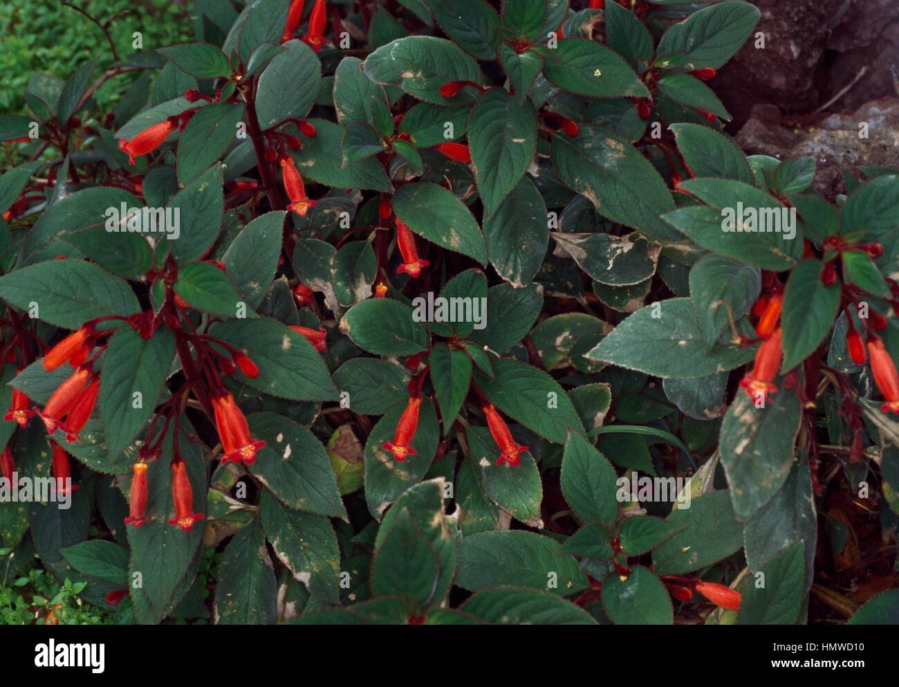 Sinningia cardinalis, Gesneriaceae Stock Photo - Alamy
