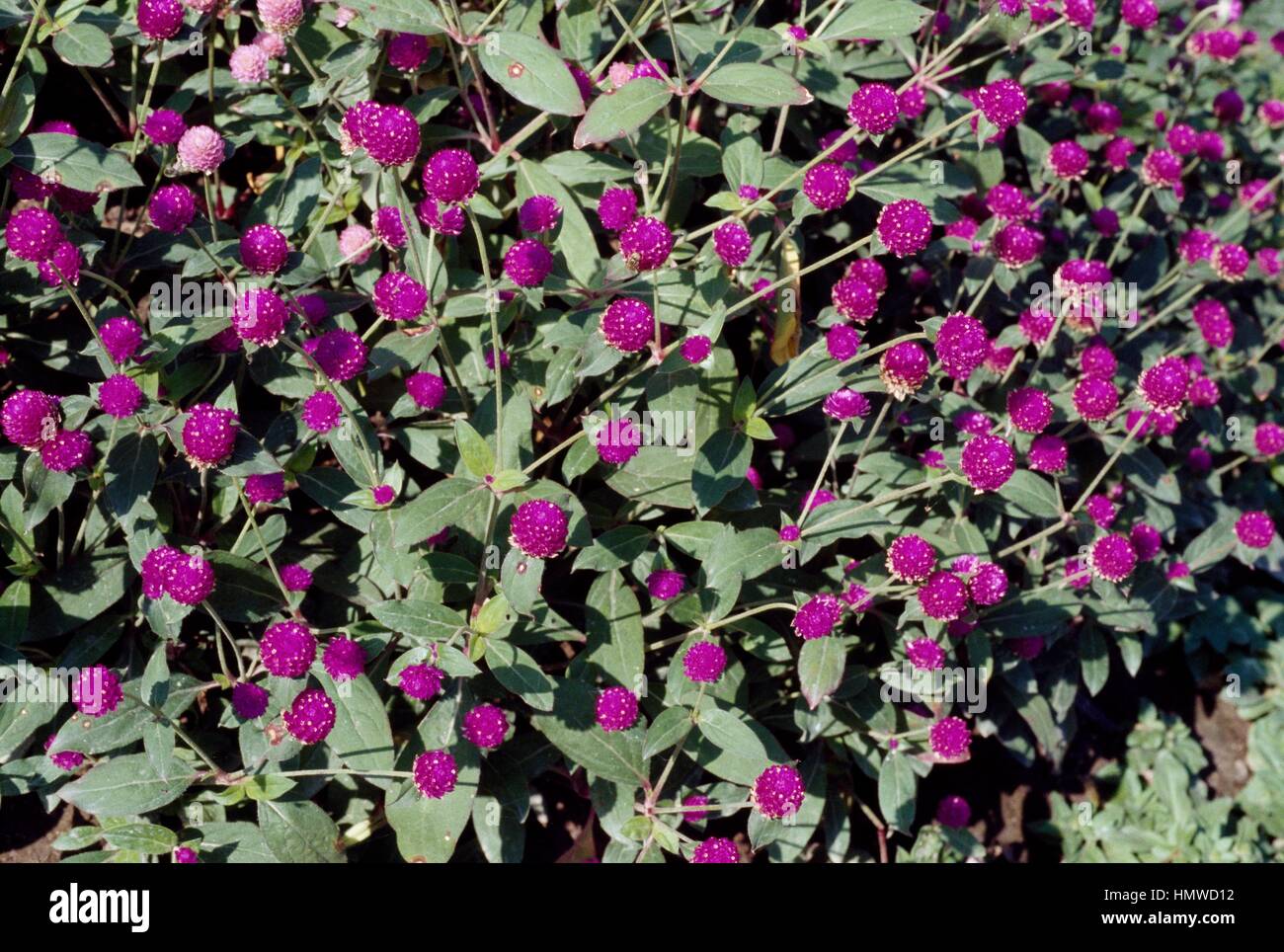 Globe amaranth or Bachelor button (Gomphrena globosa), Amaranthaceae ...