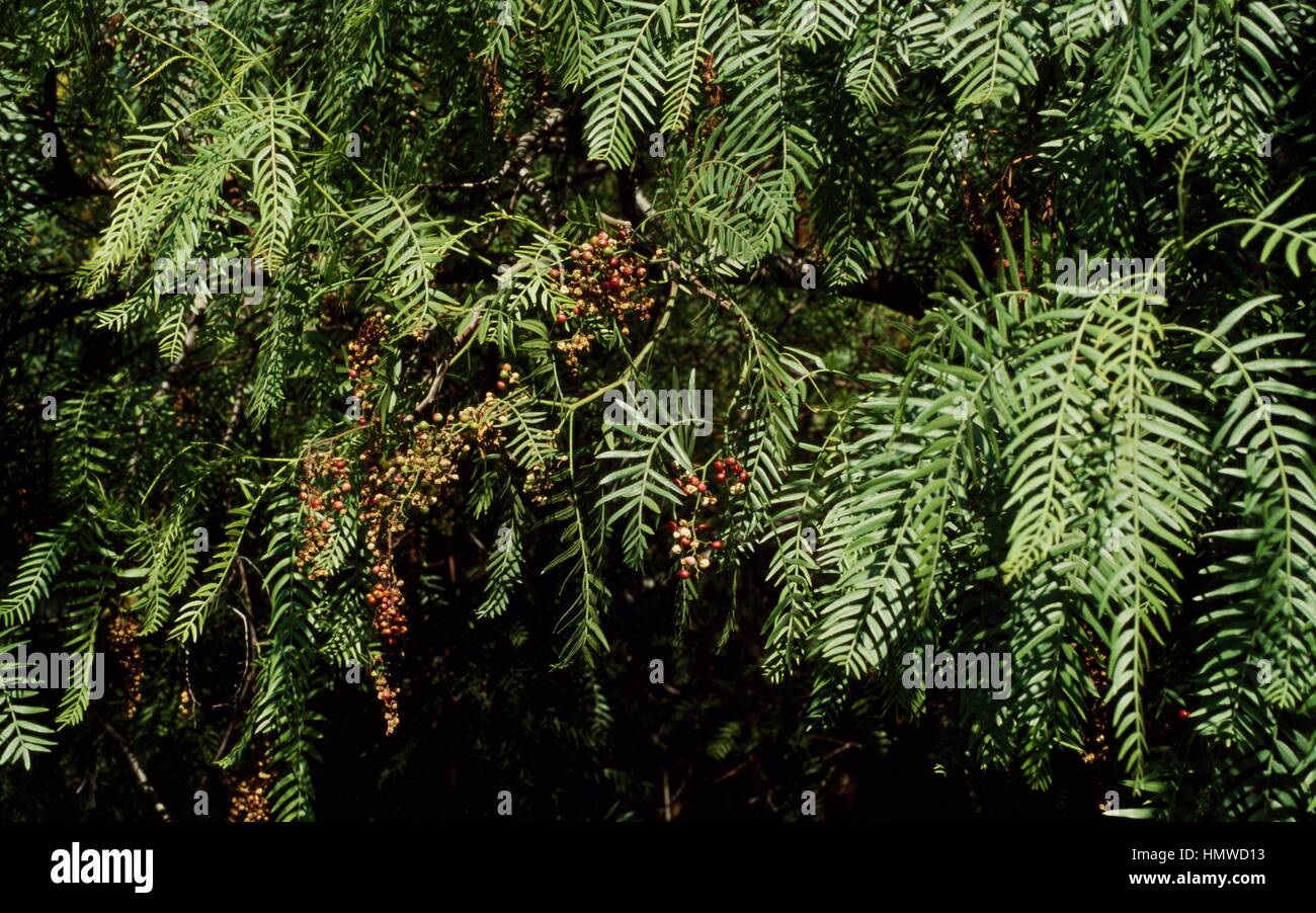 Peruvian Pepper foliage (Schinus molle), Anacardiaceae. Detail Stock ...