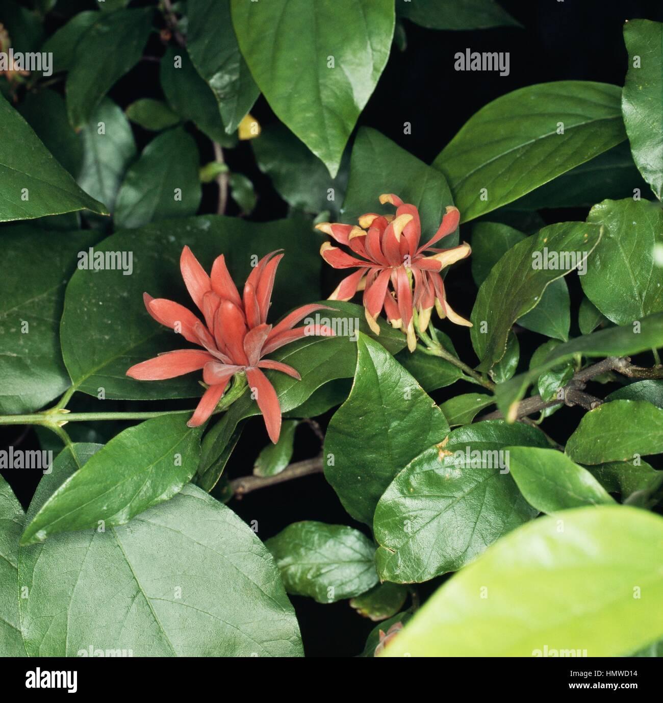 California spicebush (Calycanthus occidentalis), Calycanthaceae Stock ...