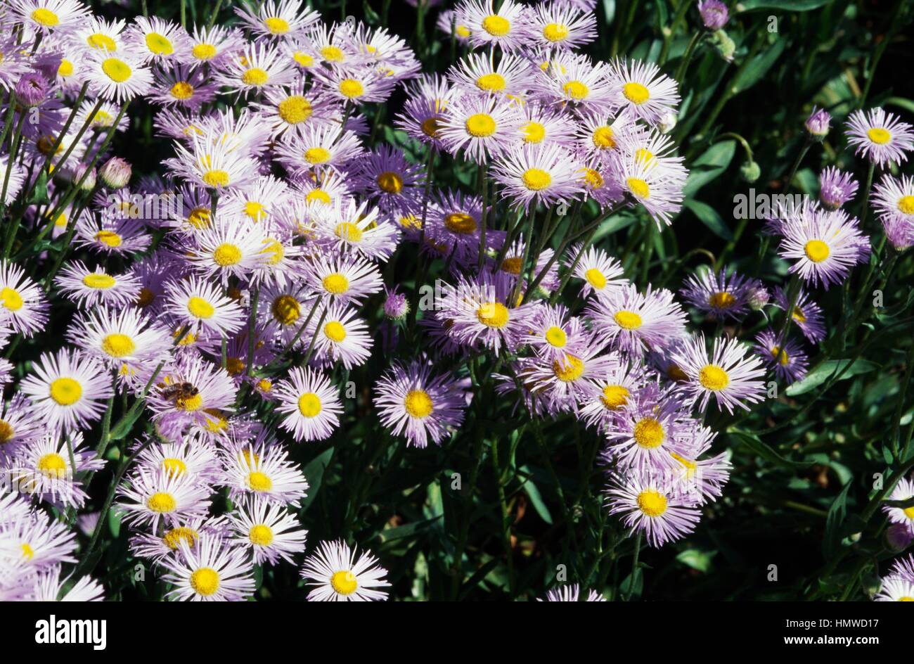 Smooth Fleabane High Resolution Stock Photography and Images - Alamy