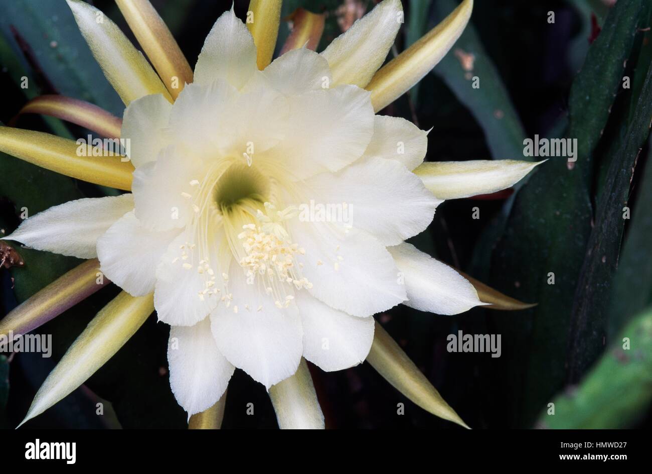 Crenate orchid cactus (Ephiphyllum sp), Cactaceae Stock Photo - Alamy
