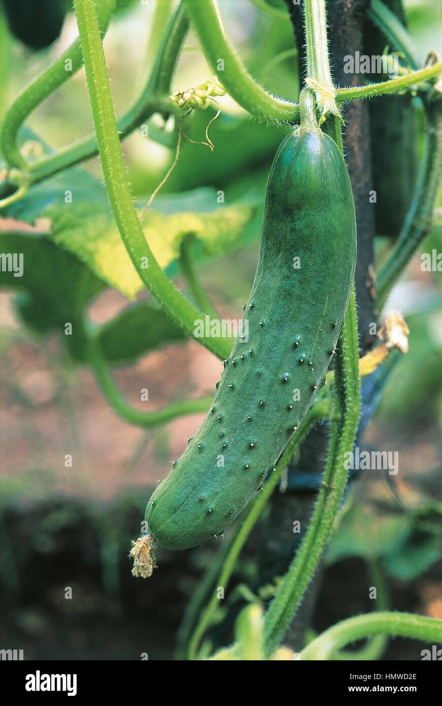 Botany - Cucurbitaceae - Cucumber (Cucumis sativus Stock Photo - Alamy