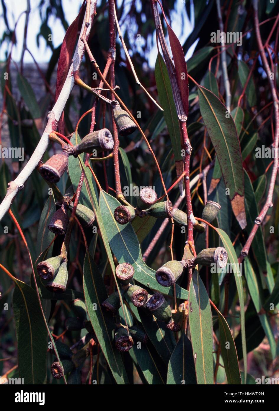 Tuart (Eucalyptus gomphocephala), Myrtaceae. Detail Stock Photo - Alamy