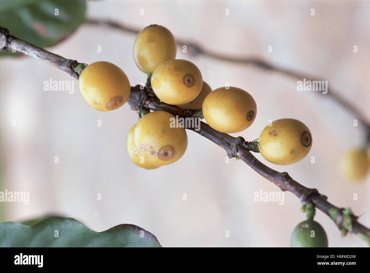 Botany - Rubiaceae - Coffee (Coffea arabica), berries Stock Photo - Alamy