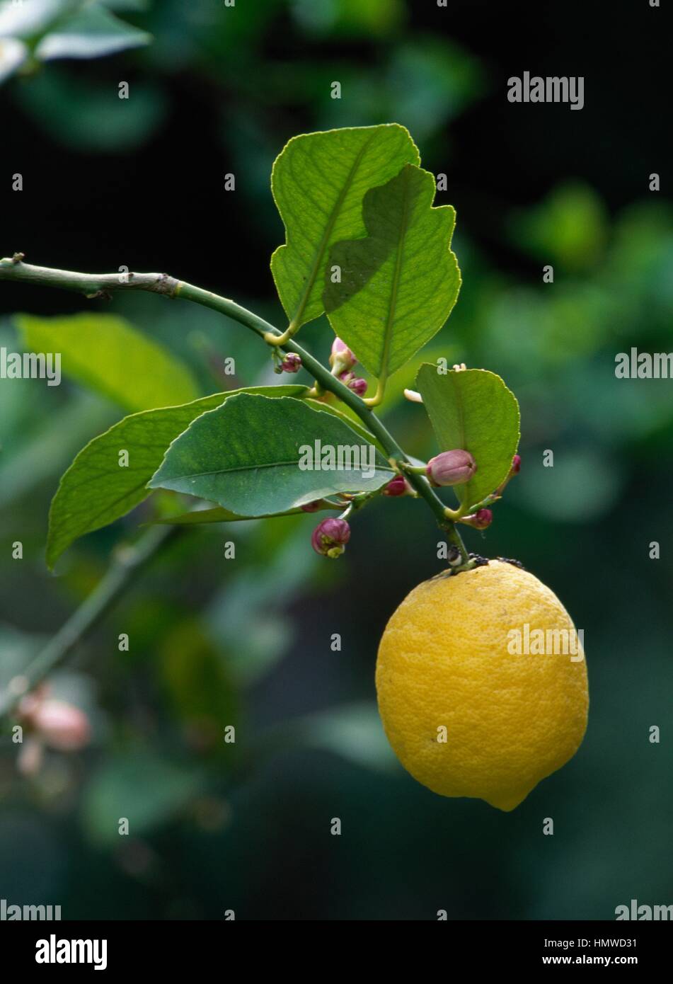 Lemon (Citrus x limon), Rutaceae Stock Photo - Alamy