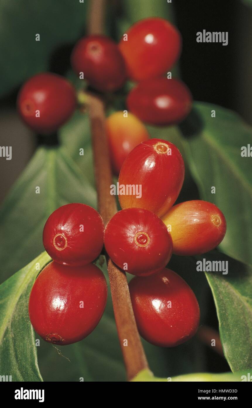 Botany - Rubiaceae - Coffee (Coffea arabica), berries Stock Photo - Alamy