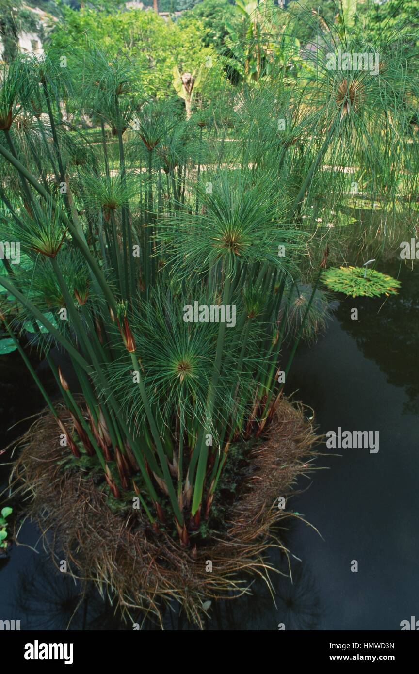 Papyrus (Cyperus papyrus), Cyperaceae Stock Photo - Alamy
