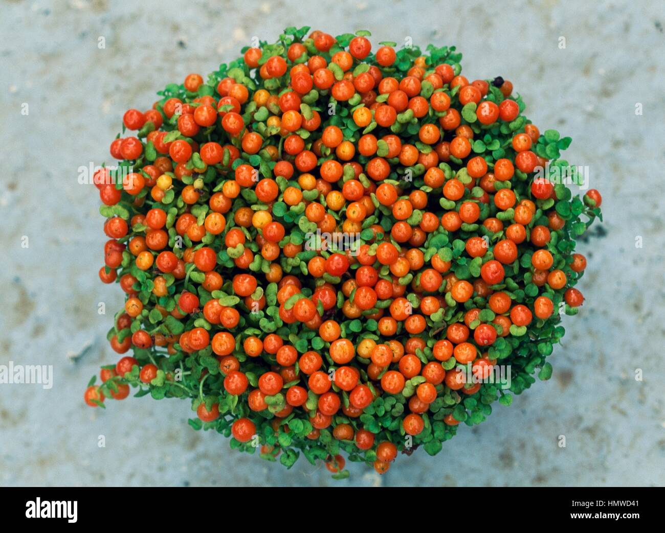 Nertera sp hi-res stock photography and images - Alamy