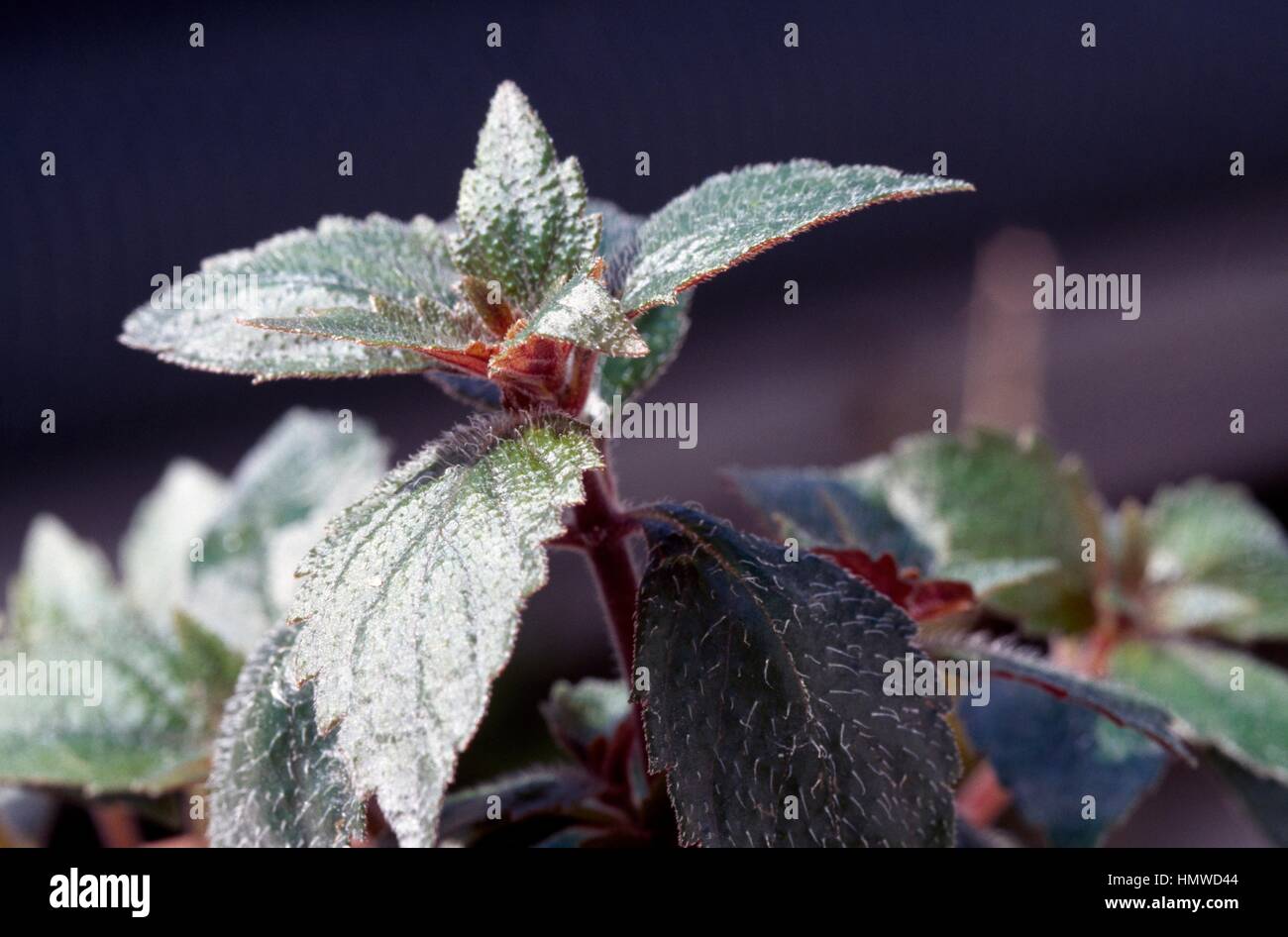 Gesneria hi-res stock photography and images - Alamy