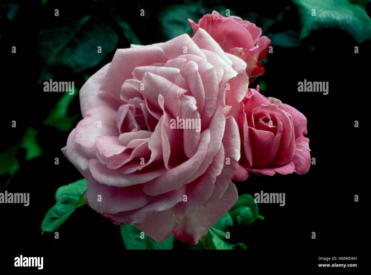 Rose (Rosa Maneca), Rosaceae Stock Photo - Alamy