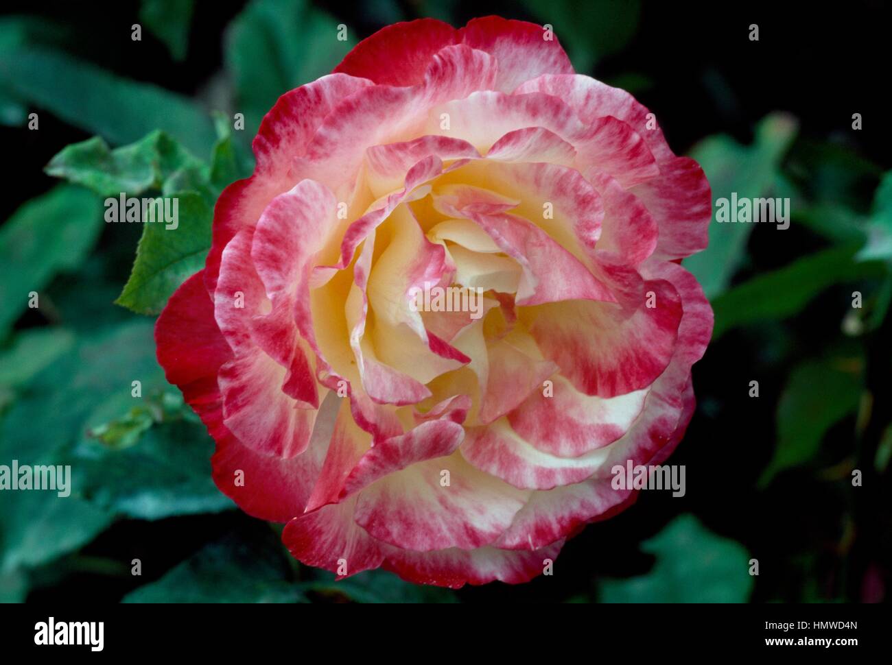 Rose (Rosa Double Delight), Rosaceae Stock Photo - Alamy
