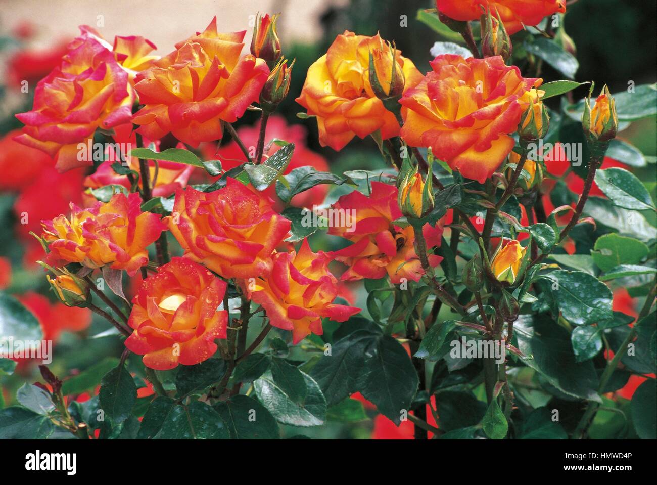 Botany - Rosaceae - Lynch rose Stock Photo - Alamy