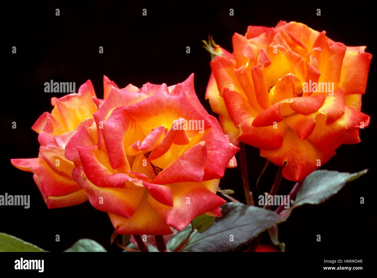 Rose (Rosa Lynch), Rosaceae Stock Photo - Alamy