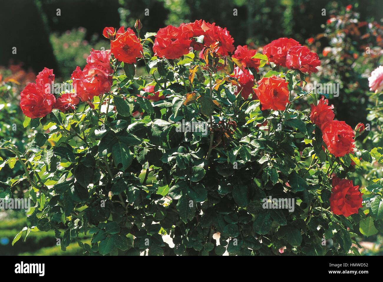 Rusticana rose hi-res stock photography and images - Alamy
