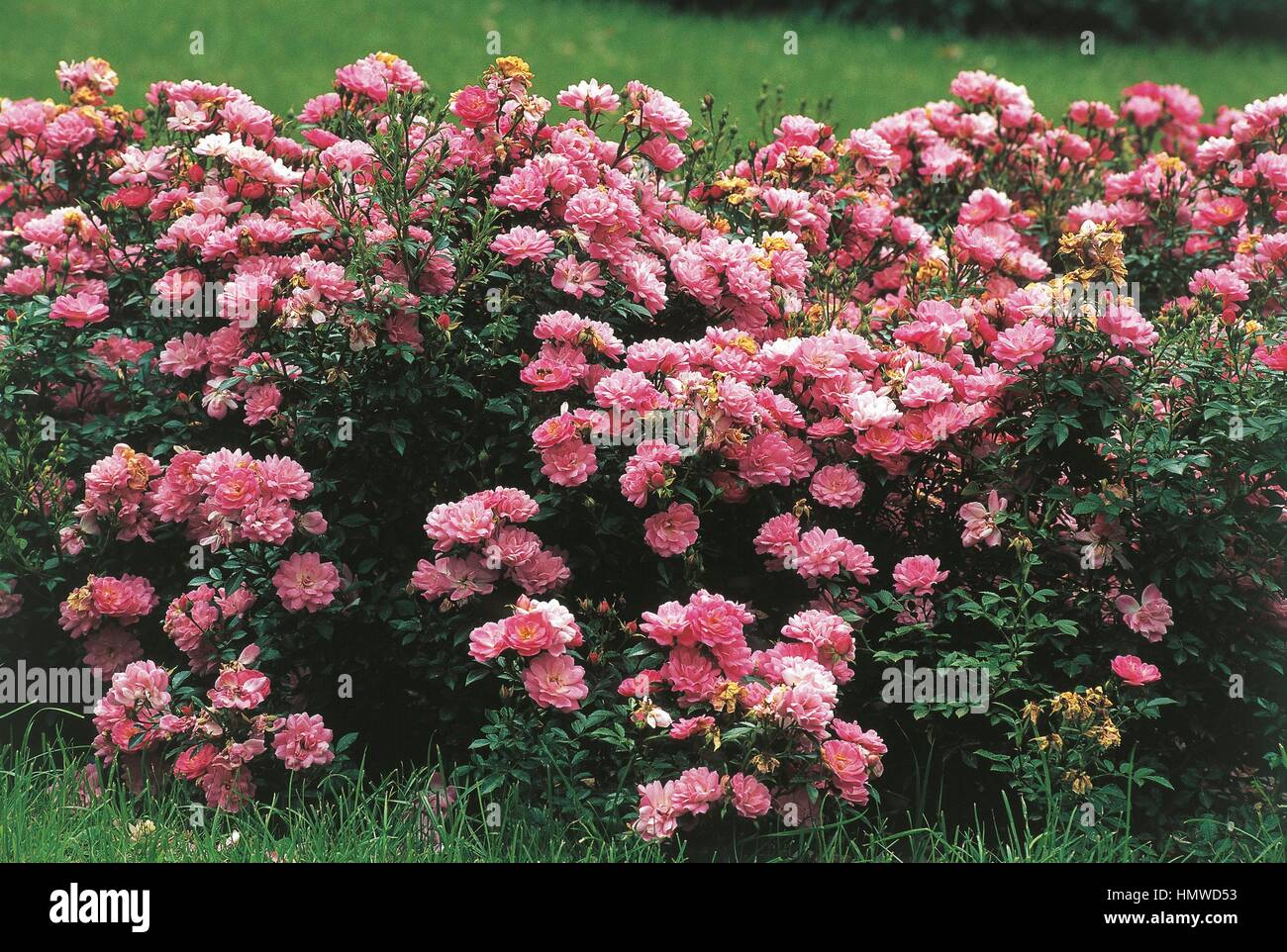 Rose cover hi-res stock photography and images - Alamy
