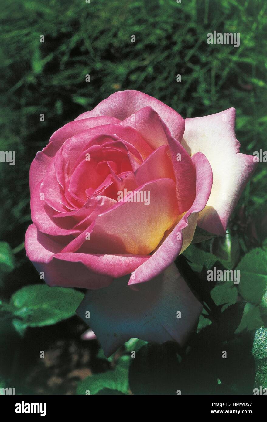 Botany - Rosaceae - Onyx rose Stock Photo - Alamy