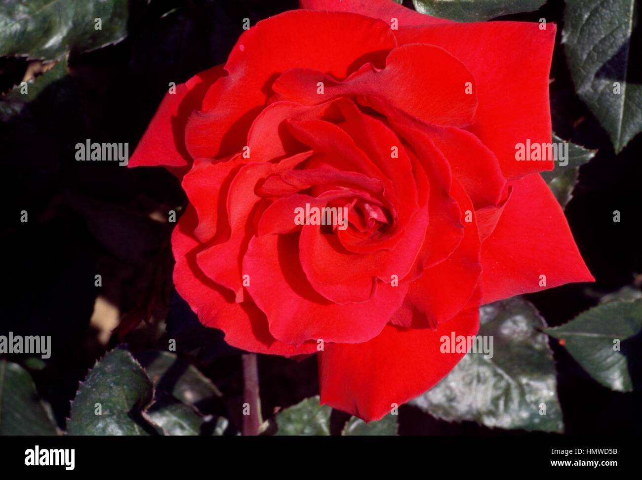 Rose rosa leonor de march hi-res stock photography and images - Alamy