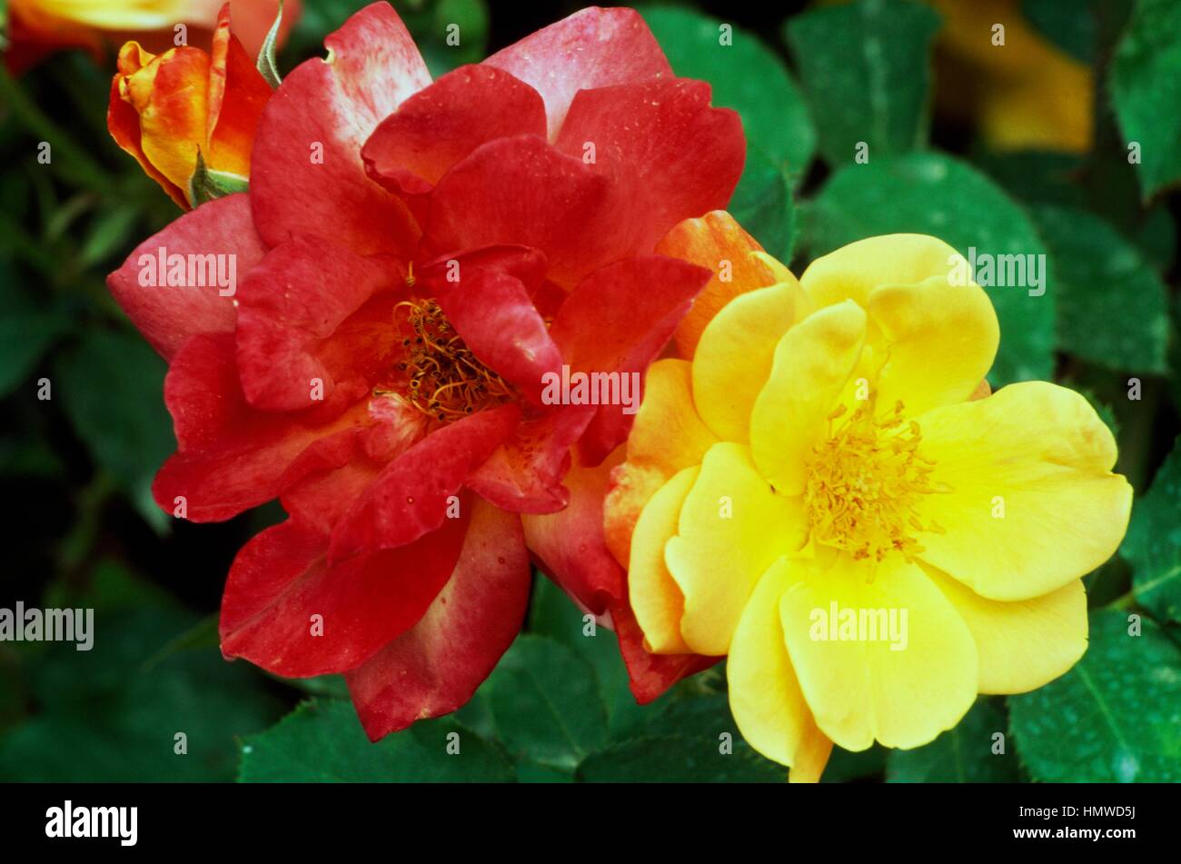 Rose (Rosa Joseph's Coat), Rosaceae Stock Photo - Alamy