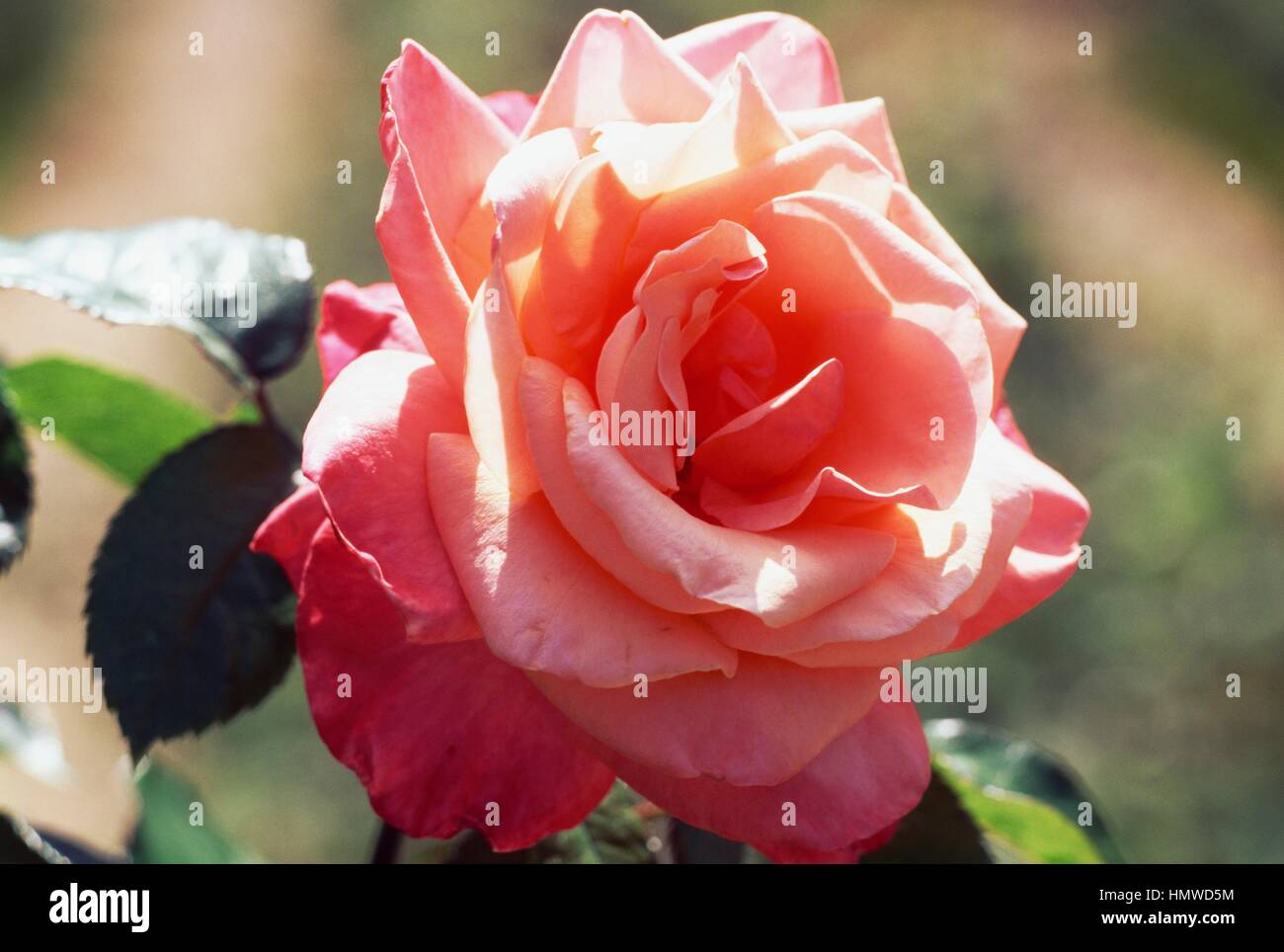 Rosa buffalo bill hi-res stock photography and images - Alamy
