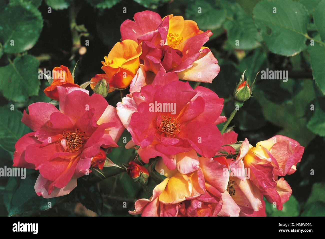 Botany - Rosaceae - Joseph's coat rose Stock Photo - Alamy