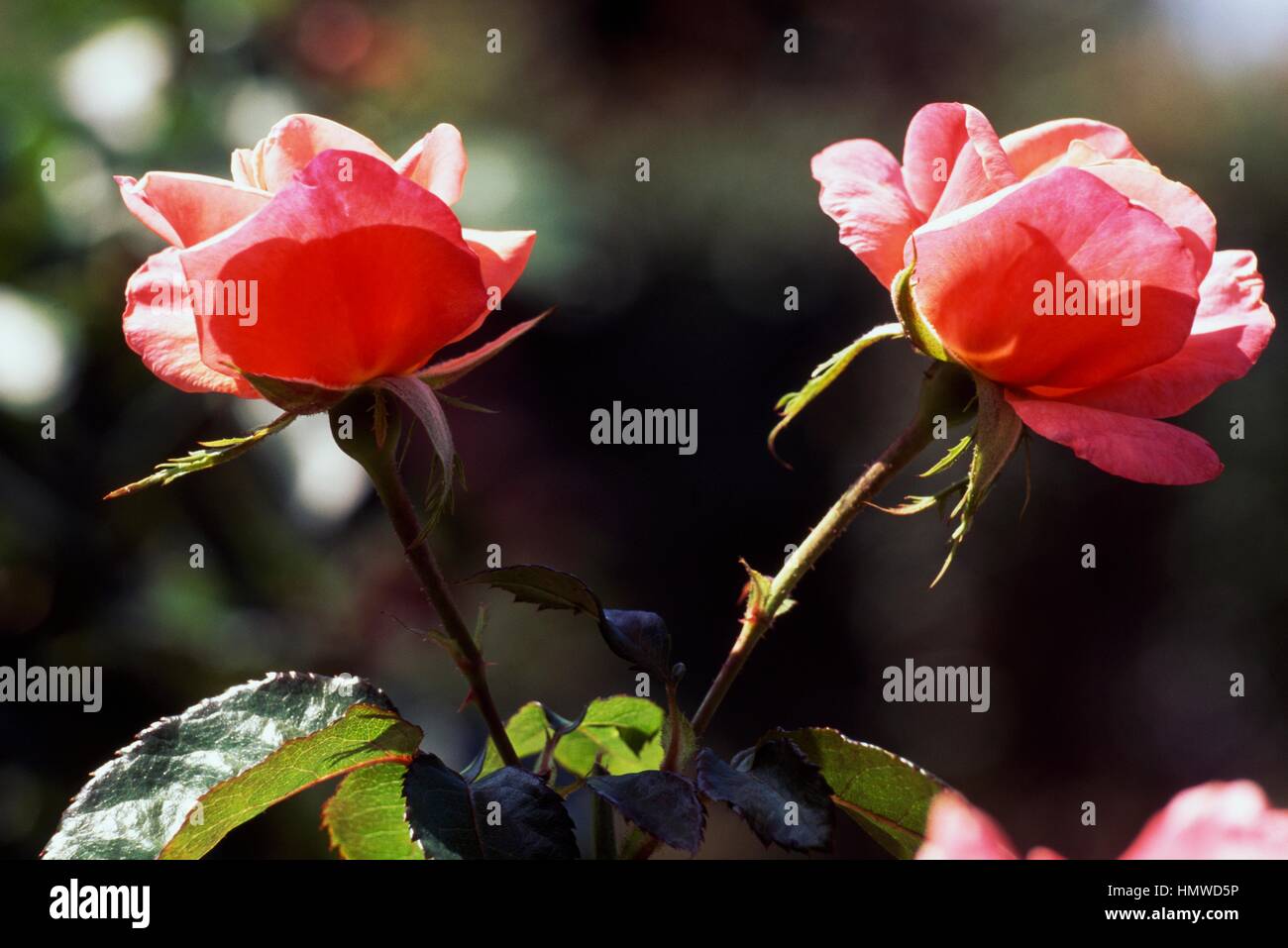 Rose (Rosa Buffalo Bill), Rosaceae Stock Photo - Alamy