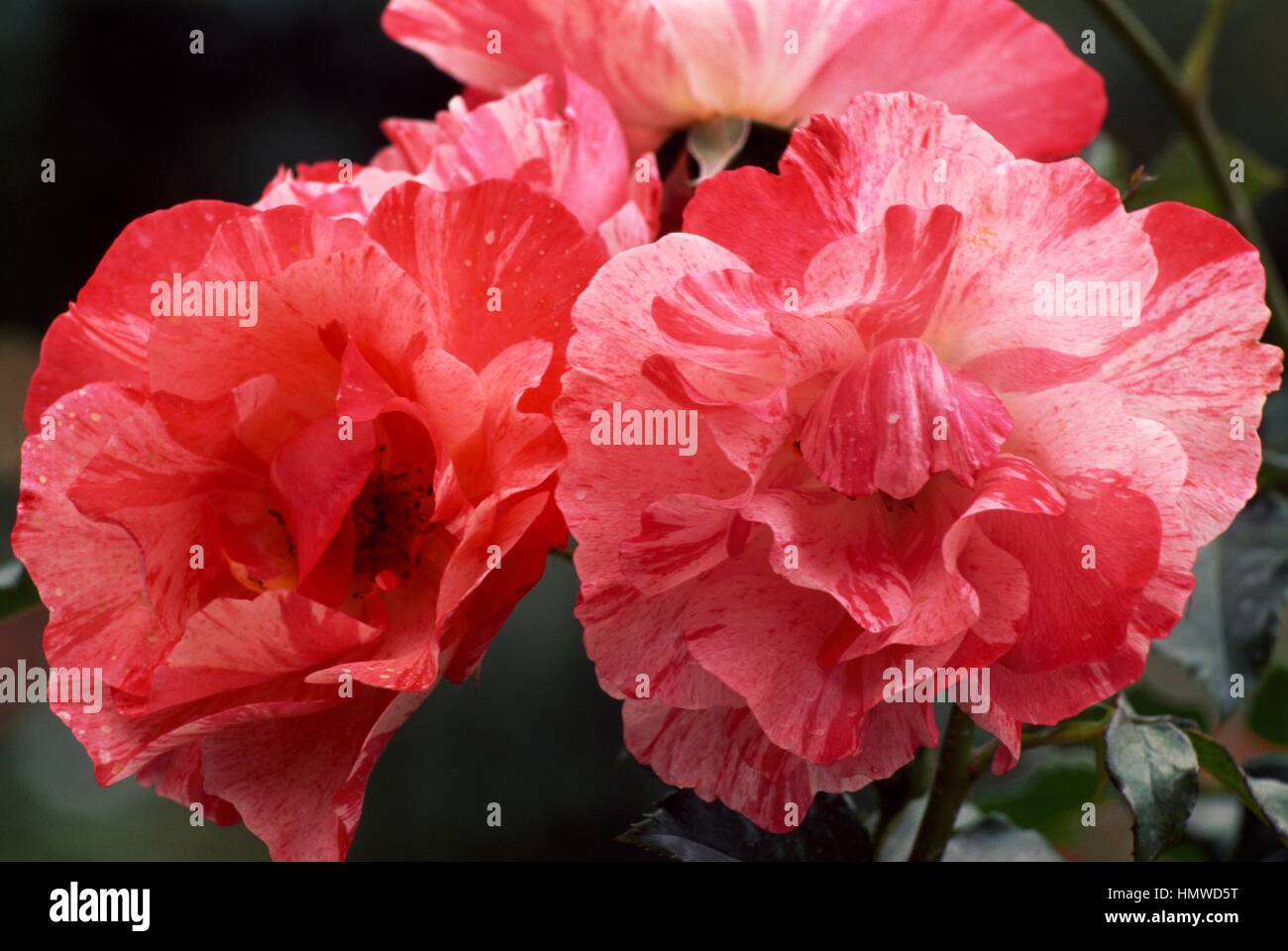 Rose (Rosa Delbard Grimaldi), Rosaceae Stock Photo - Alamy