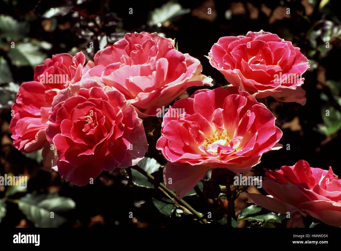 Rose (Rosa sp), Rosaceae Stock Photo - Alamy