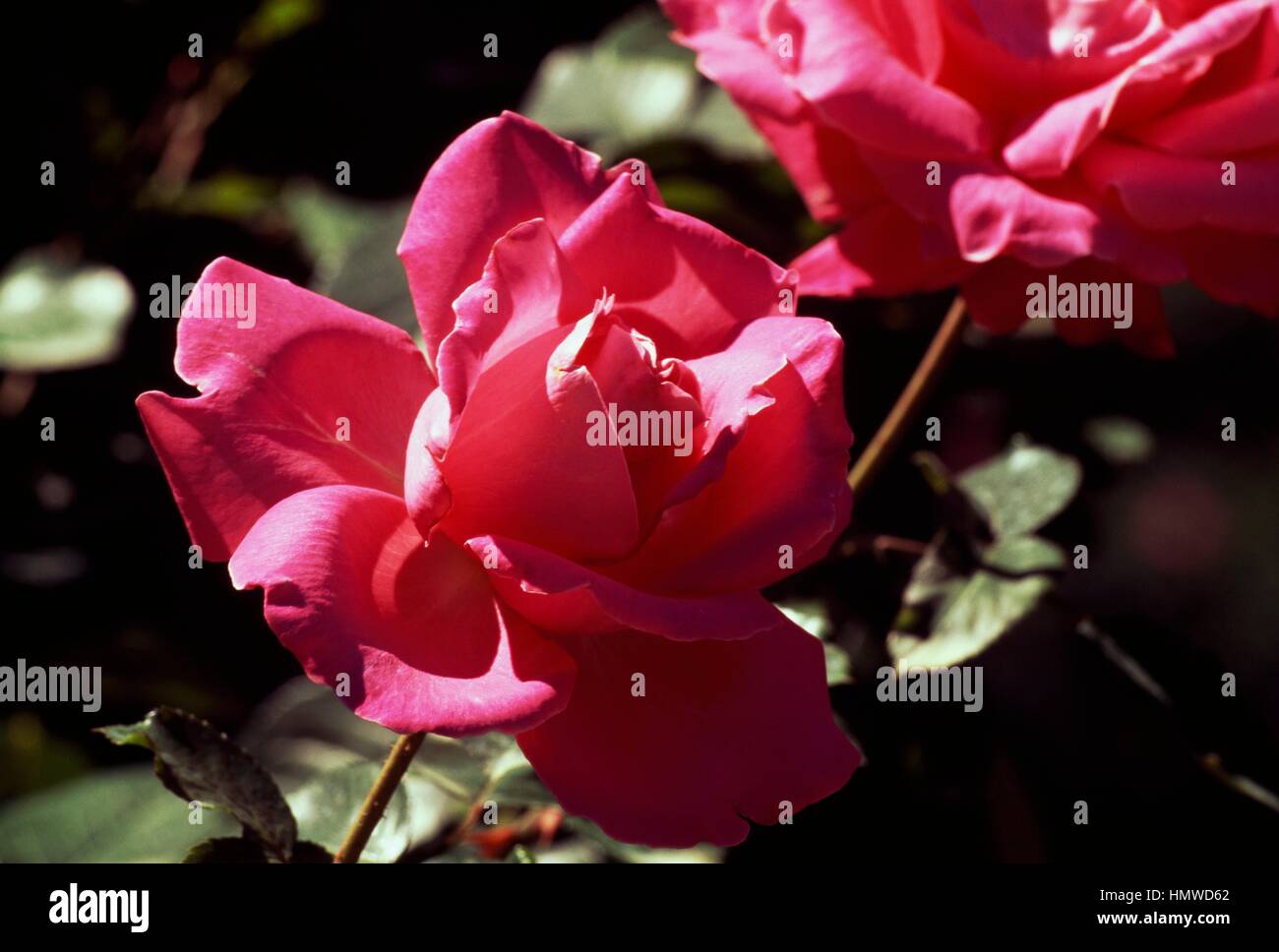 Rose rene hi-res stock photography and images - Alamy