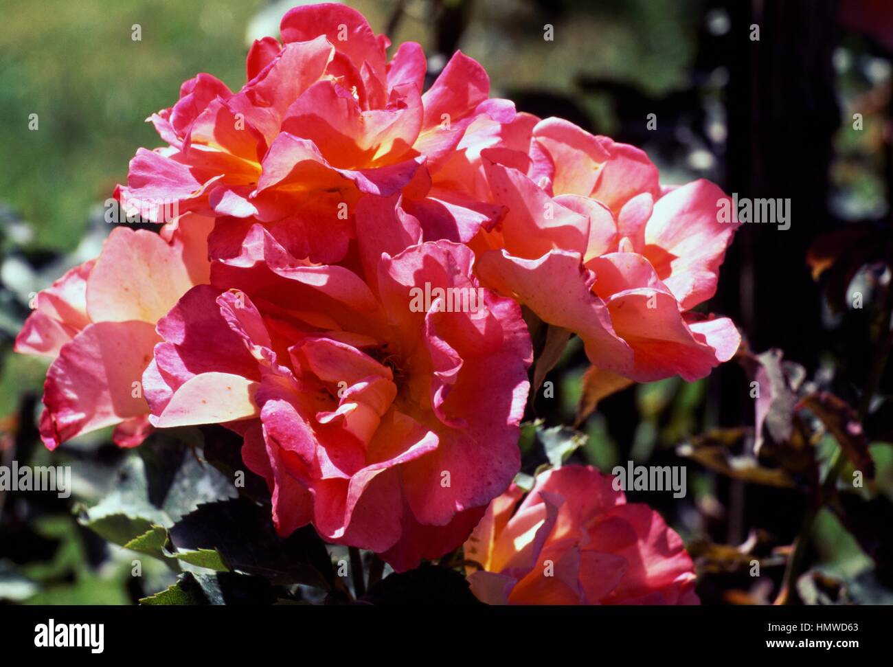 Rose rosa donatella hi-res stock photography and images - Alamy