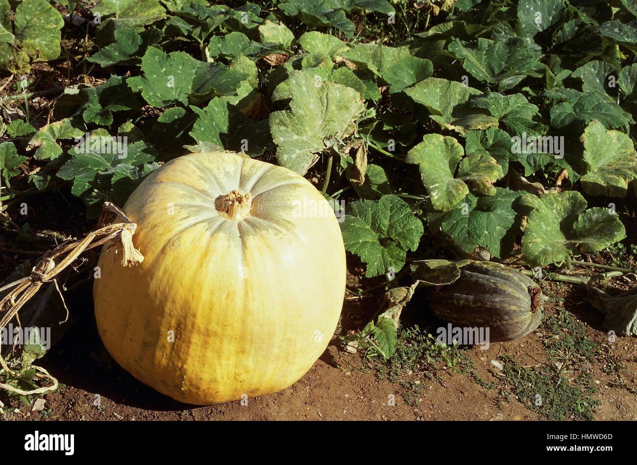 Zucchini squash (Cucurbita pepo), Cucurbitaceae Stock Photo - Alamy