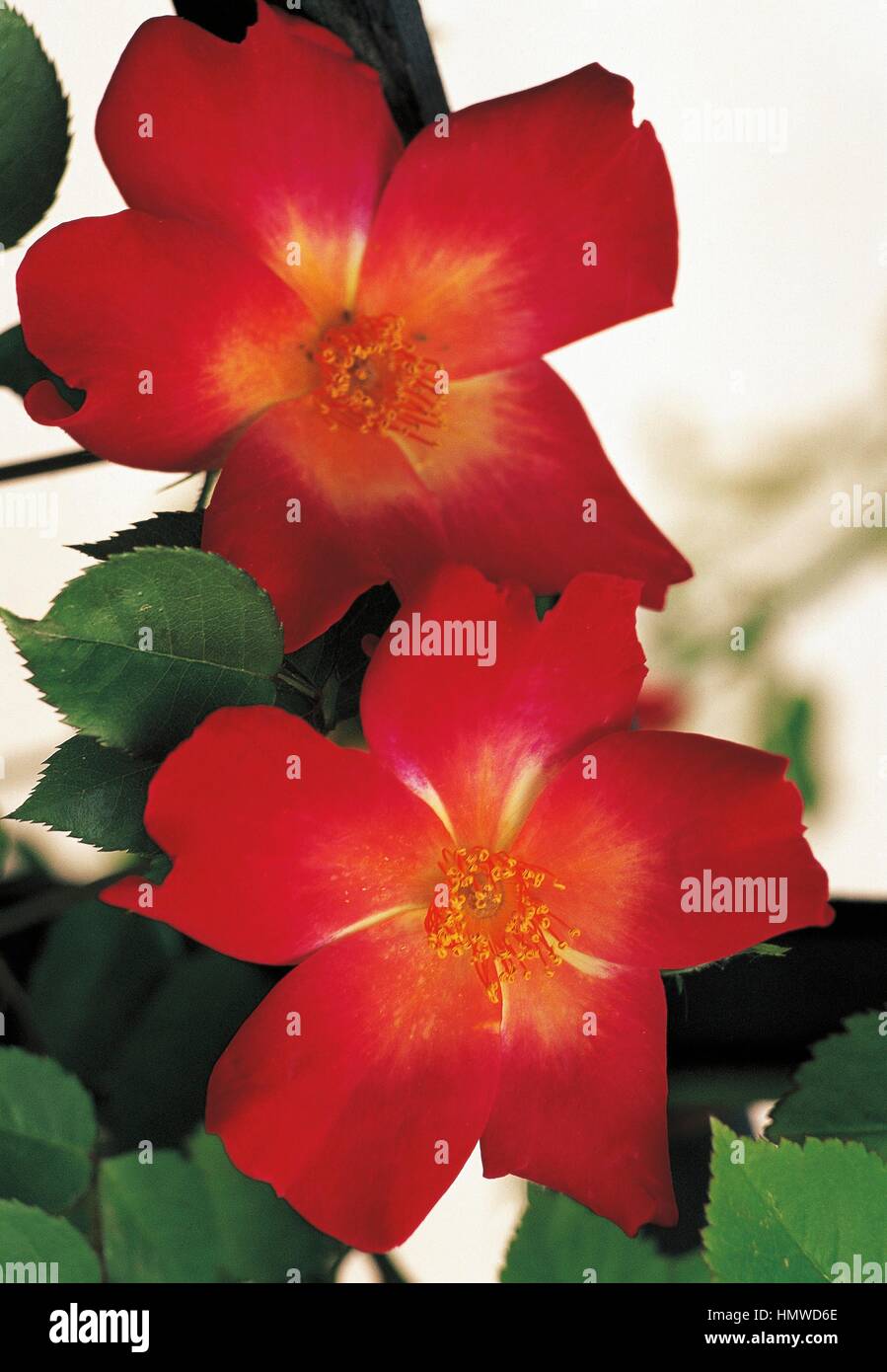 Rose (Rosa Cocktail), Rosaceae Stock Photo - Alamy