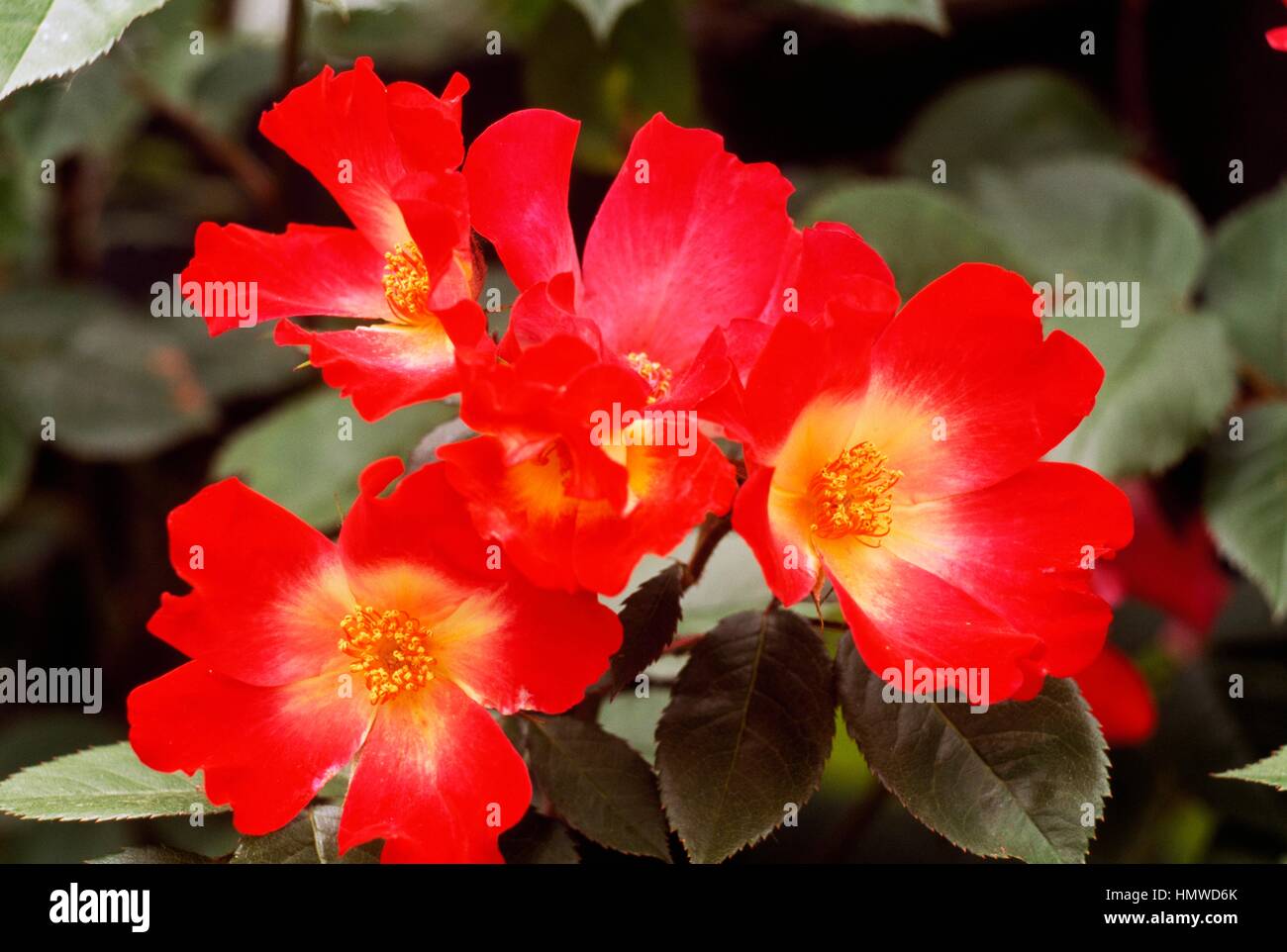 Rose (Rosa Cocktail), Rosaceae Stock Photo - Alamy