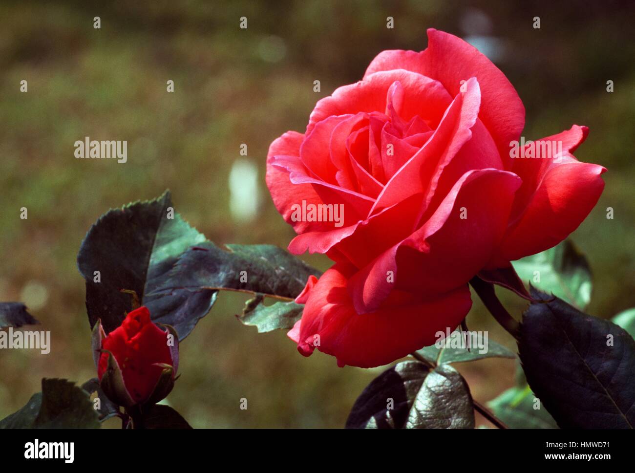 Rose (Rosa Ami Fritz), Rosaceae Stock Photo - Alamy