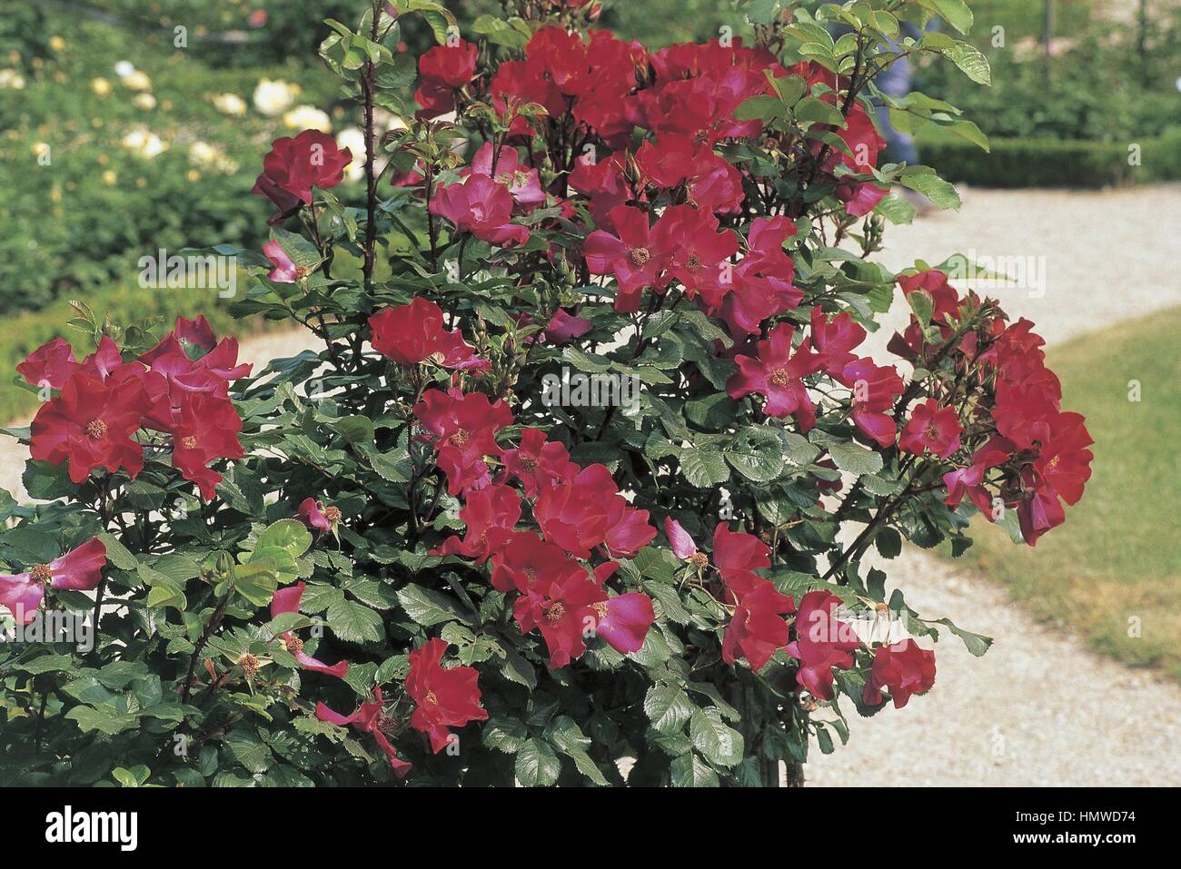 Botany - Rosaceae - Robusta rose Stock Photo - Alamy