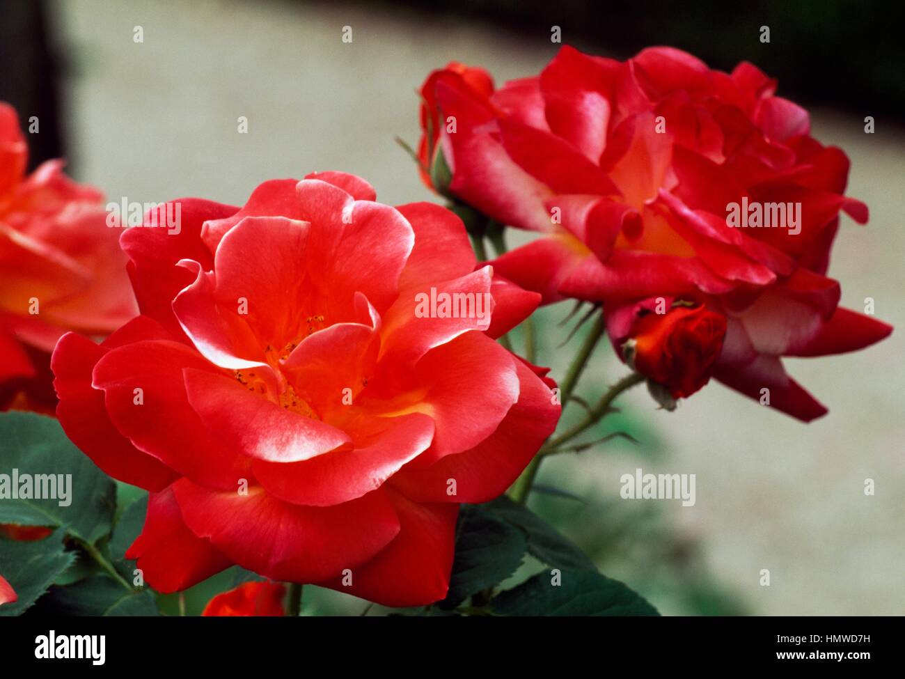 Rose (Rosa Joseph's Coat), Rosaceae Stock Photo - Alamy