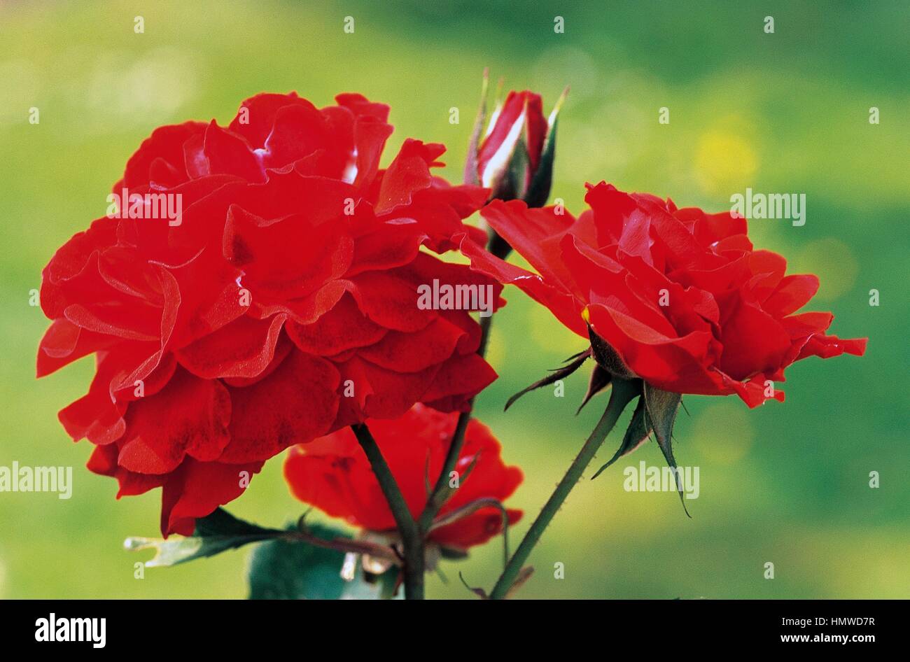 Porthos hi-res stock photography and images - Alamy