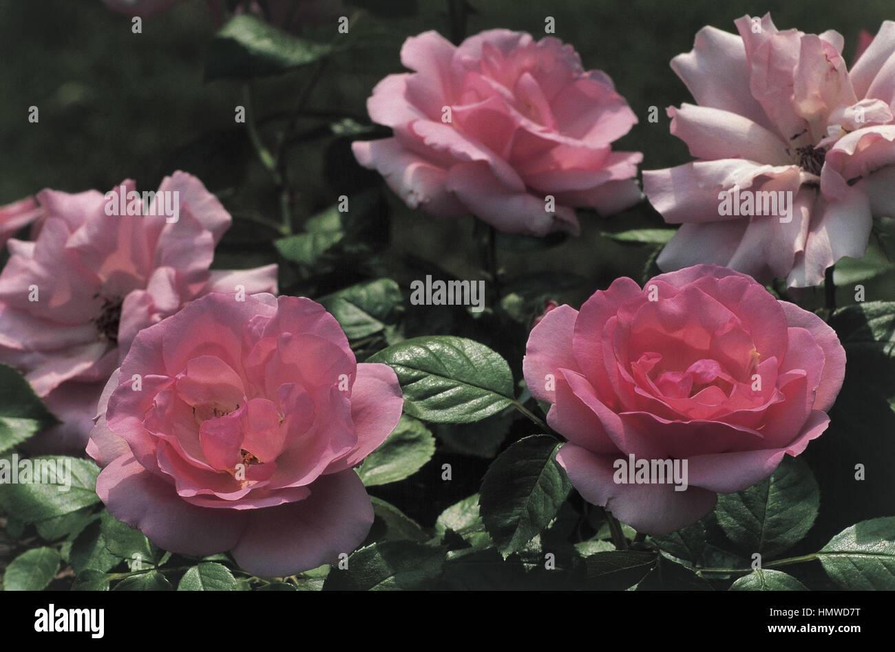 Botany - Rosaceae - Bantry Bay rose Stock Photo - Alamy