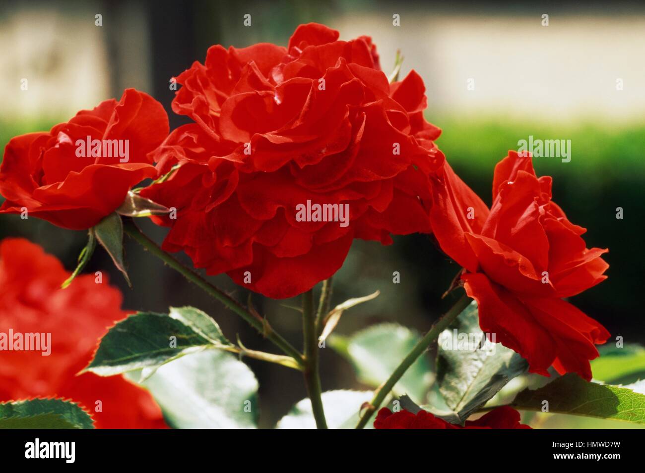 Rosa porthos hi-res stock photography and images - Alamy
