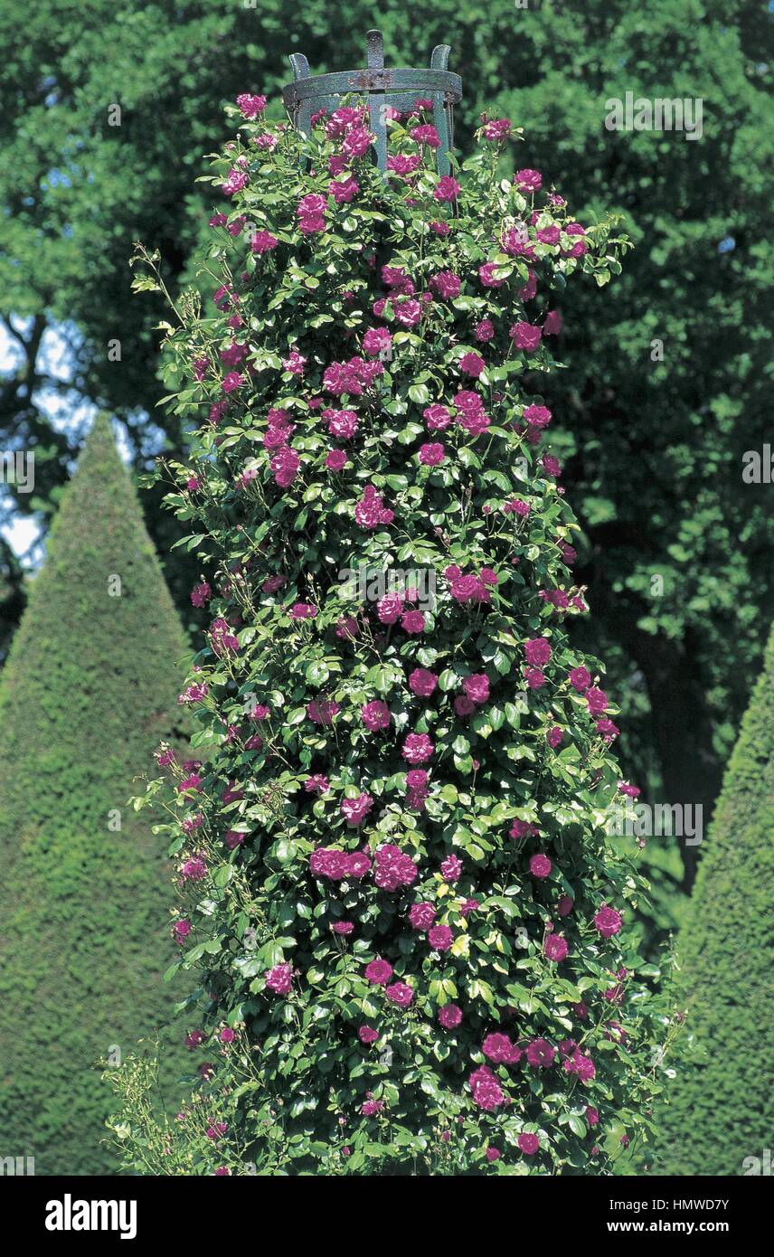 Joseph rose hi-res stock photography and images - Alamy
