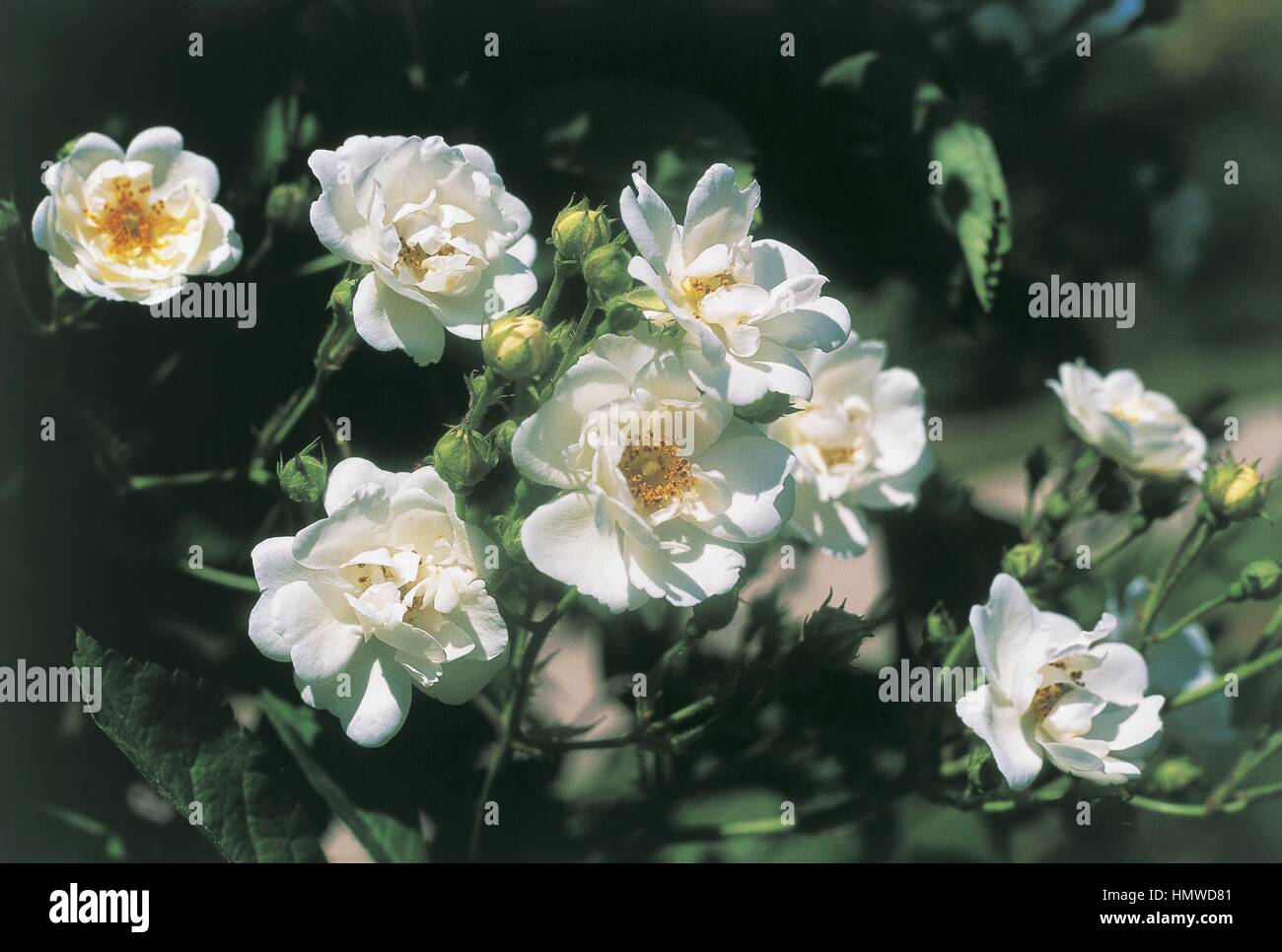 Botany - Rosaceae - Gardeniaeflora Benary rose Stock Photo - Alamy